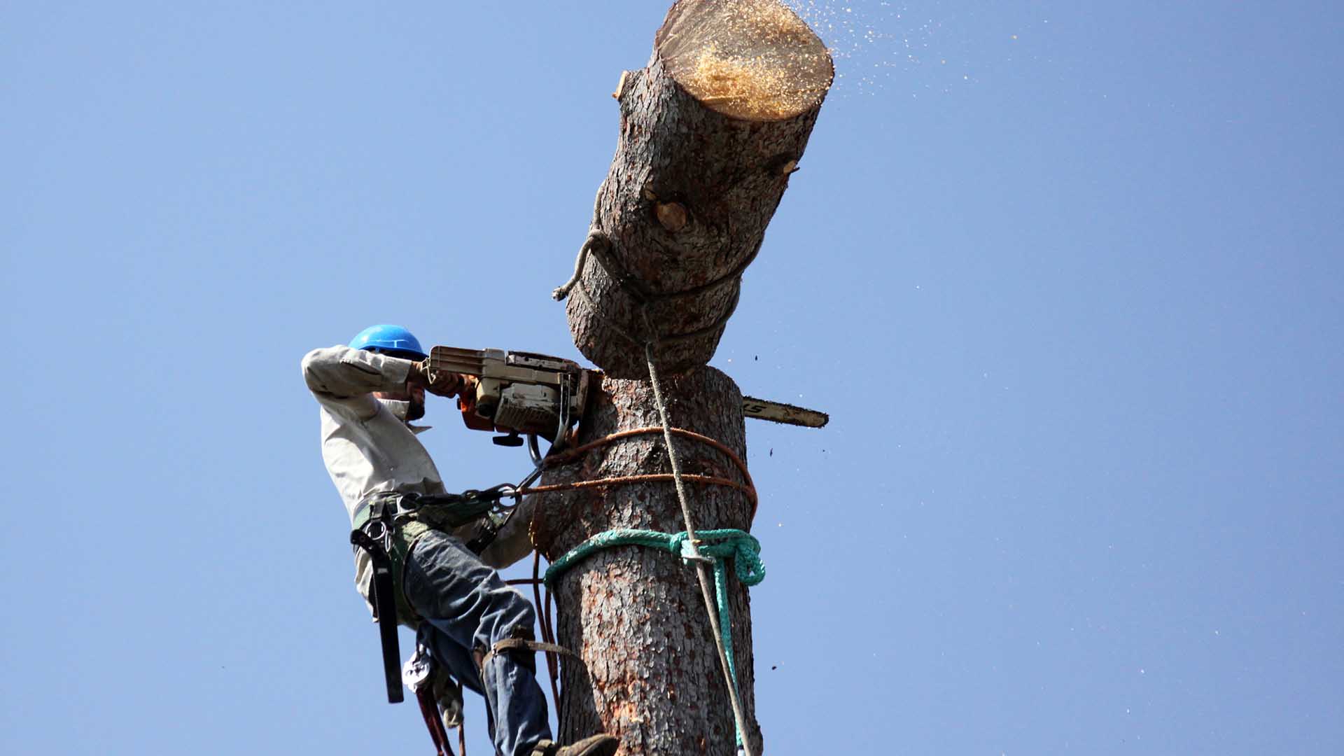 Fort Collins Hazardous Tree Care | Diamond Tree Company
