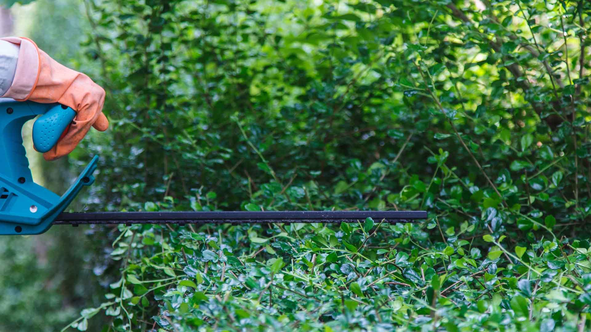 Fort Collins Hedge Trimming & Removal | Diamond Tree Company