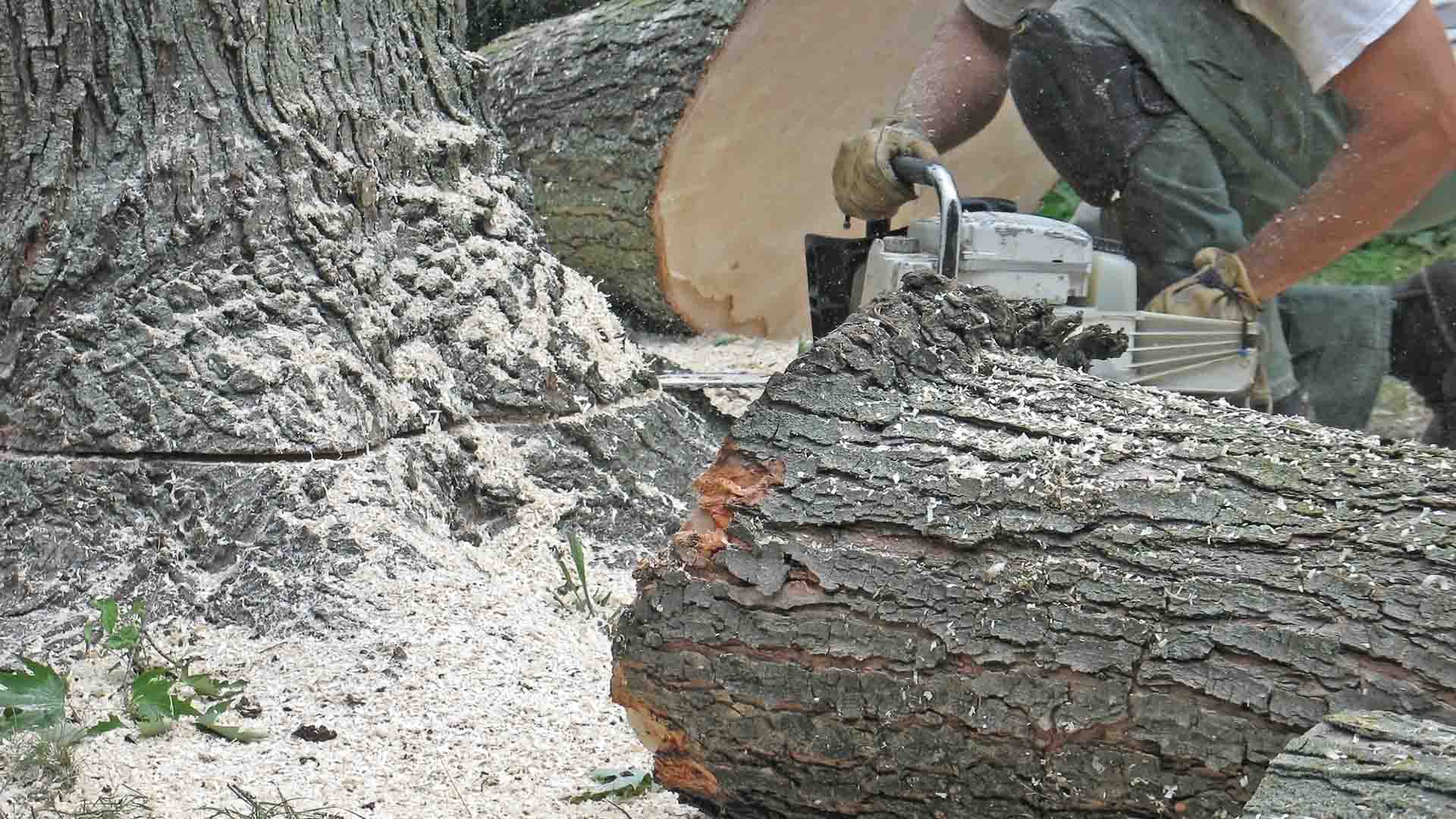 Fort Collins Tree Felling | Diamond Tree Company